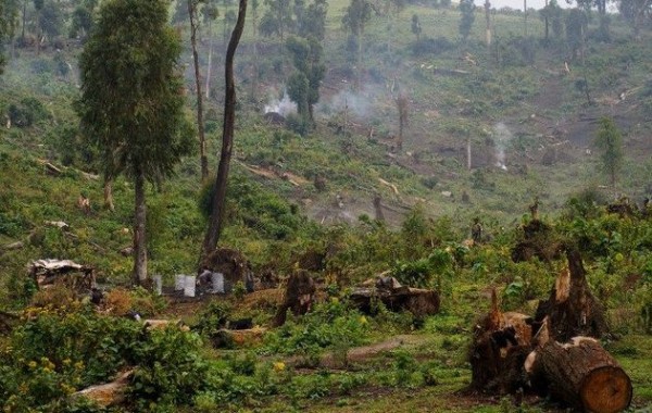 Fears over DR Congo's endangered trees - EnviroNews - latest ...