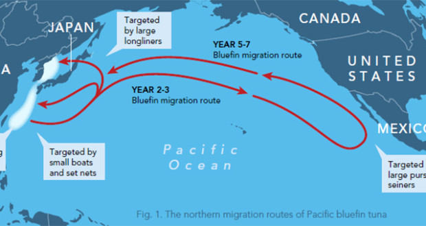 Plans initiated to curb Pacific Bluefin Tuna overfishing