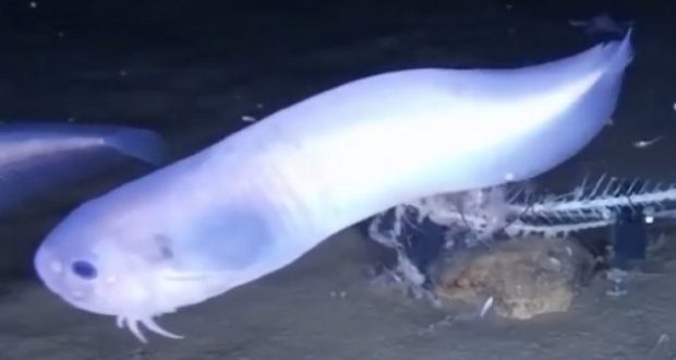 Scientists unveil how snail-fish adapts to deep sea environment ...