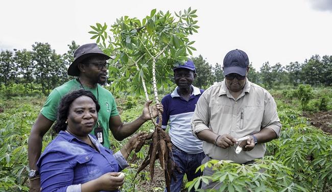 TAAT facilitates trainers' training on rapid cassava propagation system ...
