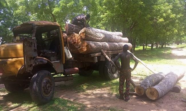 Concern over unhindered exploitation of fauna and flora in Pandam ...