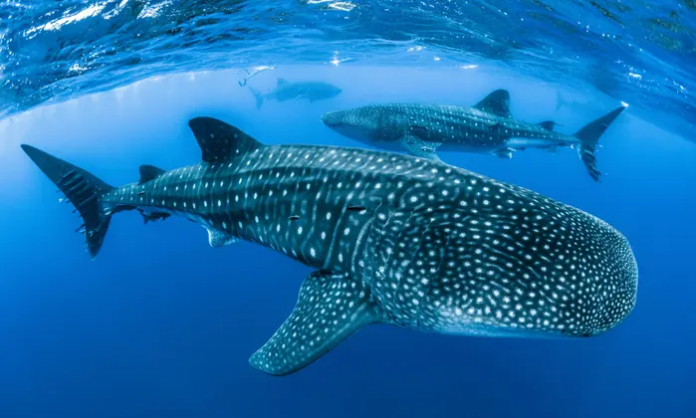 International Whale Shark Day: Guardians of the ocean under threat ...