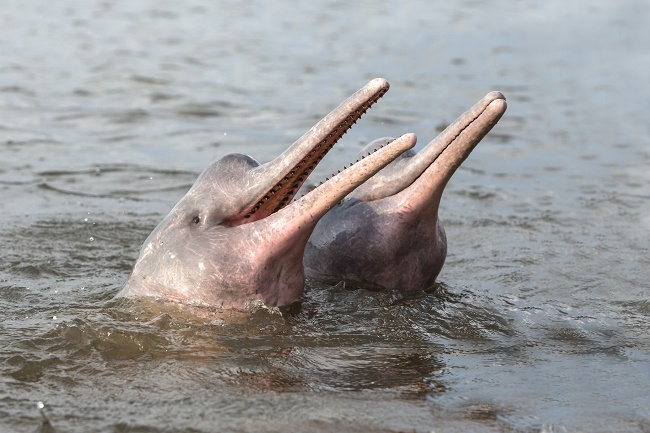 International Freshwater Dolphin Day: Hidden wonders beneath the ...