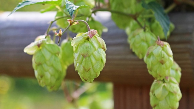 Climate change reducing harvest of hops, researchers say - EnviroNews ...