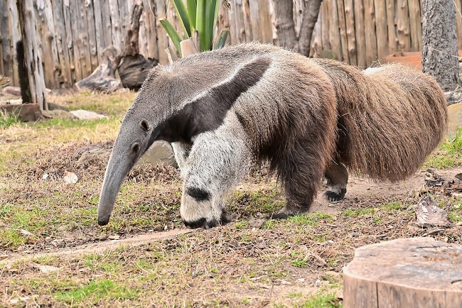 World Anteaters Day: Nature's coolest bug busters - EnviroNews - latest ...