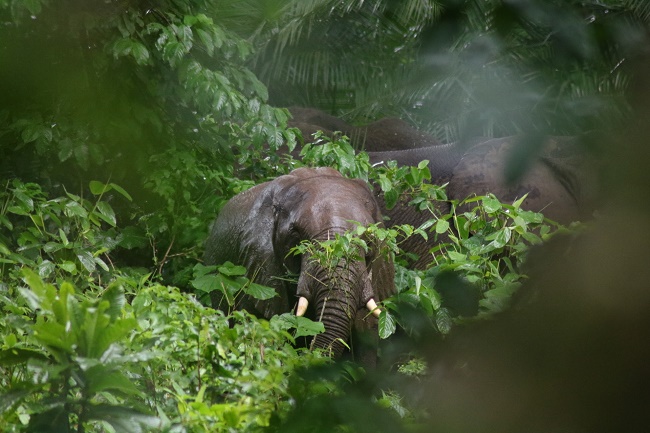 A beacon of hope: Bridging boundaries with Ethiopia's elephant ...